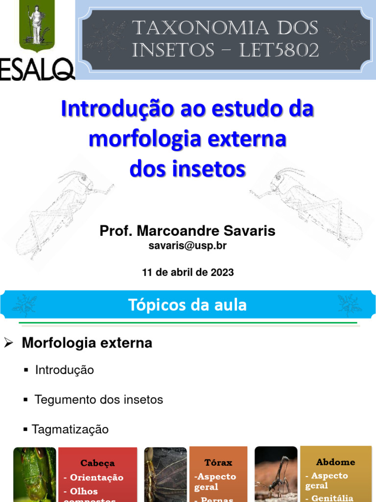 Aula 4 Morfologia Externa Dos Insetos | PDF | Insetos | Besouro