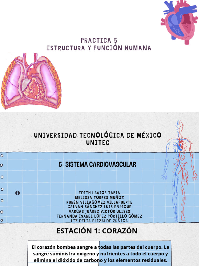 PRACTICA 5 ESTRUCTURA | PDF | Corazón | Vena