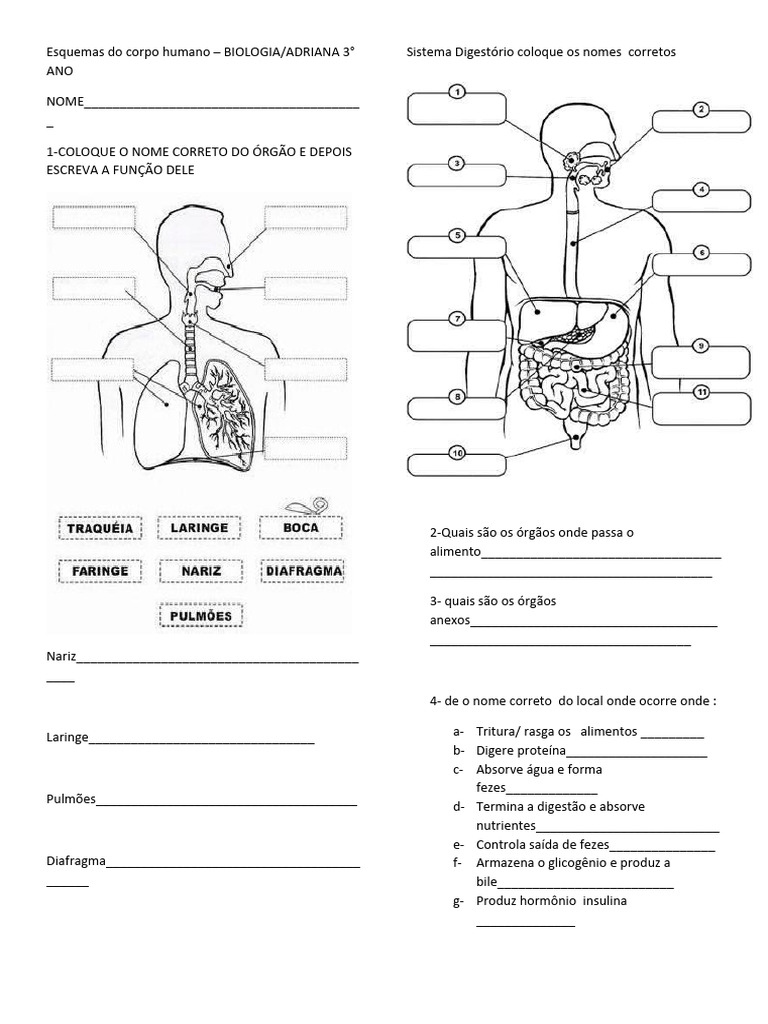 Esquemas Do Corpo Humano | PDF | Morfologia (Biologia) | Zoologia