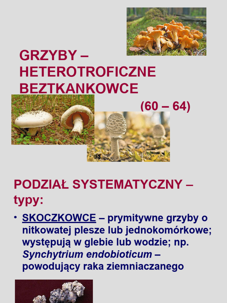 GRZYBY - CZ 1 | PDF