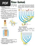 Filos Do Reino Animais Acelomados e Pseudocelomados | PDF | Zoologia ...