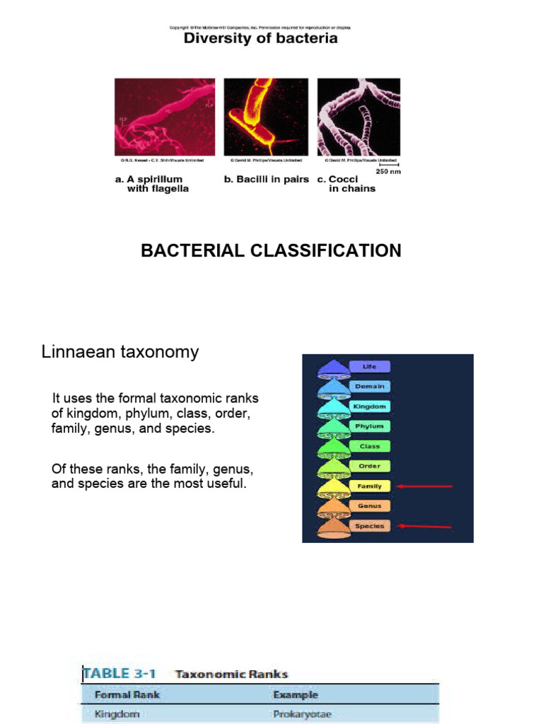 Bact Classification BSN 2020 | PDF | Bacteria | Prokaryote