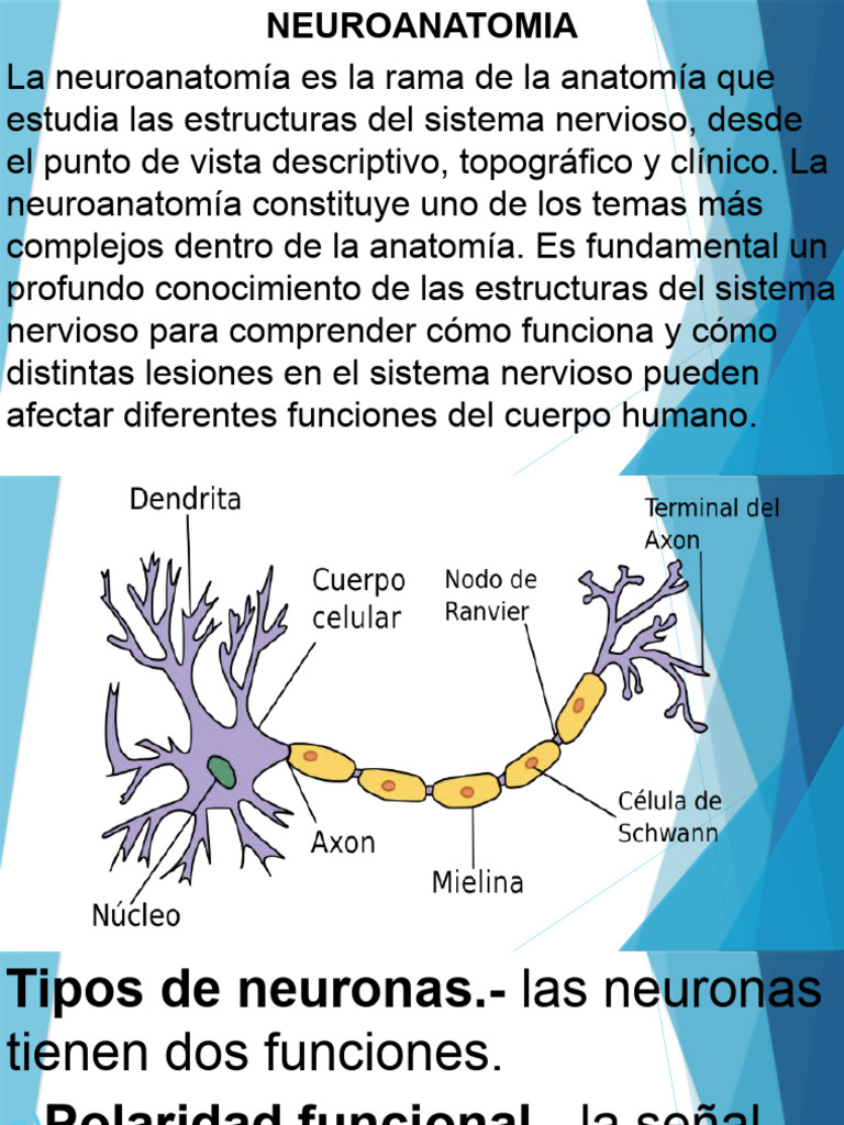 Neurofisiologia Clase 04 | PDF | Neurona | Axon