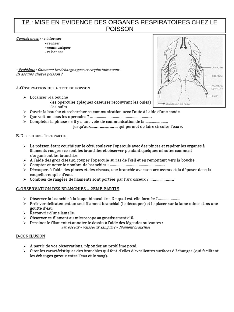 Dissection des Branchies de Poisson | PDF | Branchie