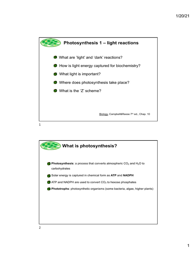 L10 2023 - Photosynthesis I | PDF | Photosynthesis | Biochemistry
