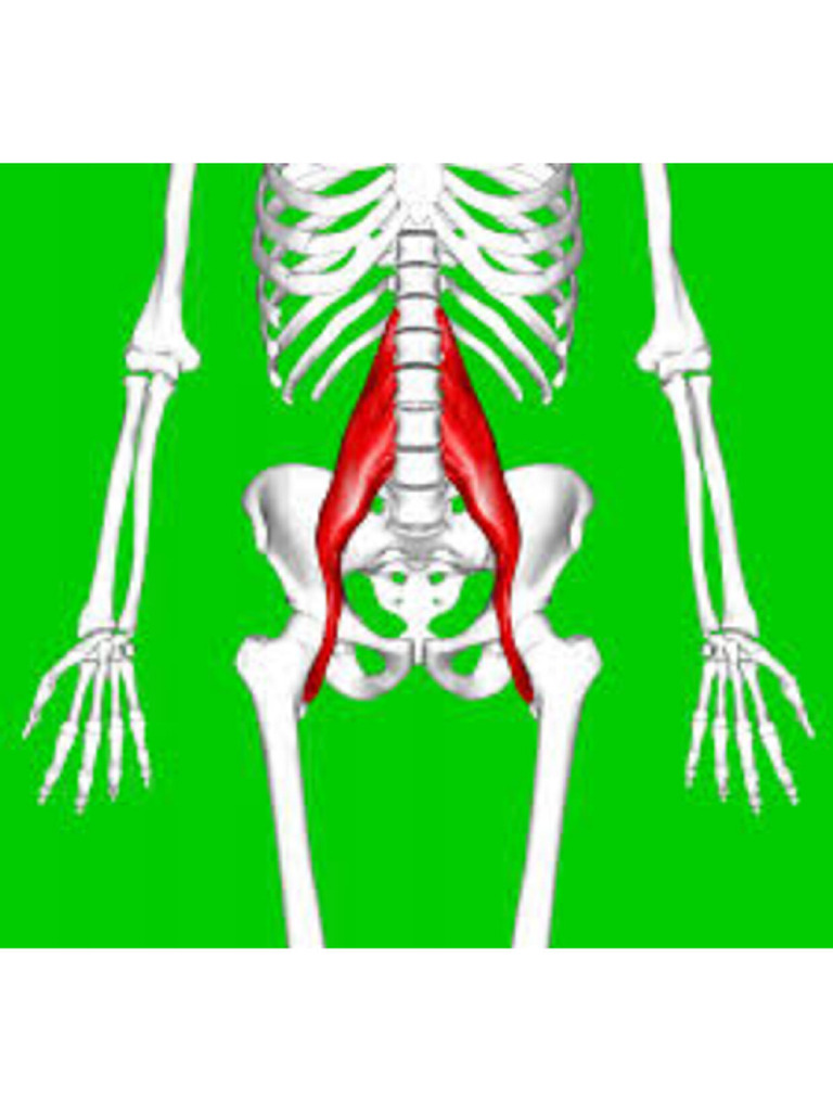 Psoas Major | PDF