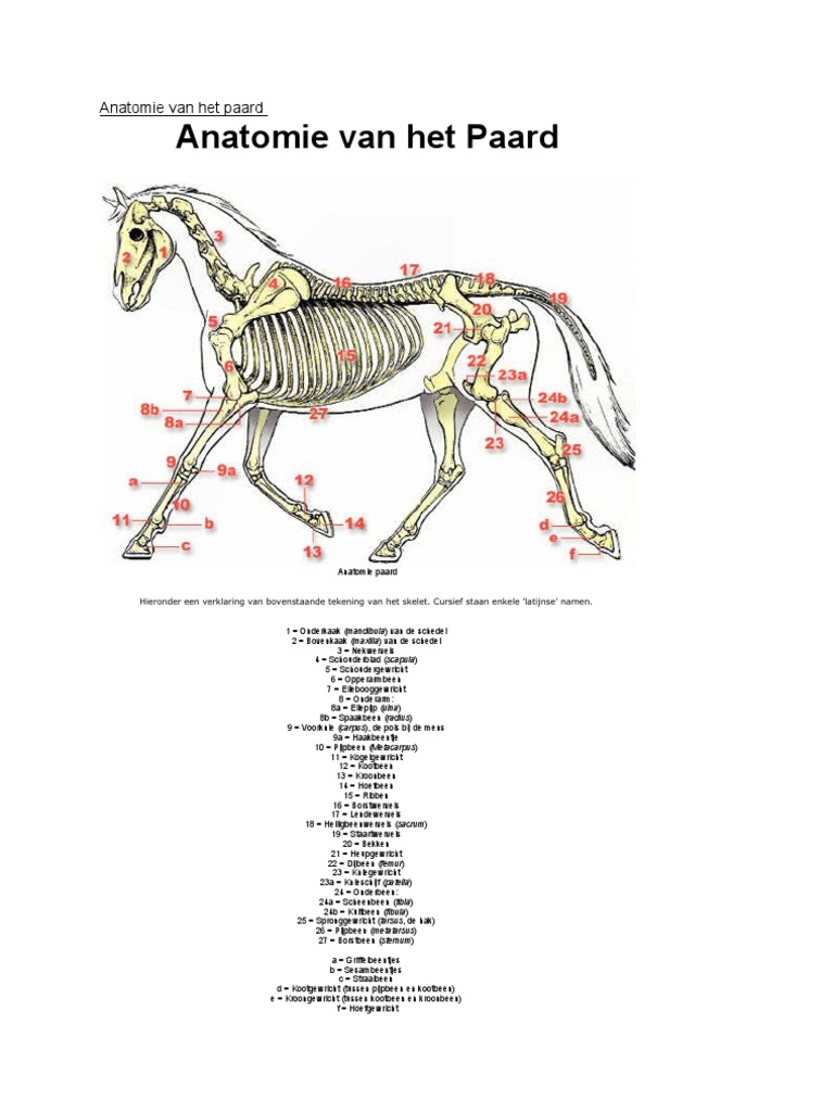 Anatomie Van Het Paard