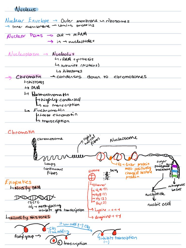 Dna Structure and Protein Synthesis | PDF | Messenger Rna | Dna Replication