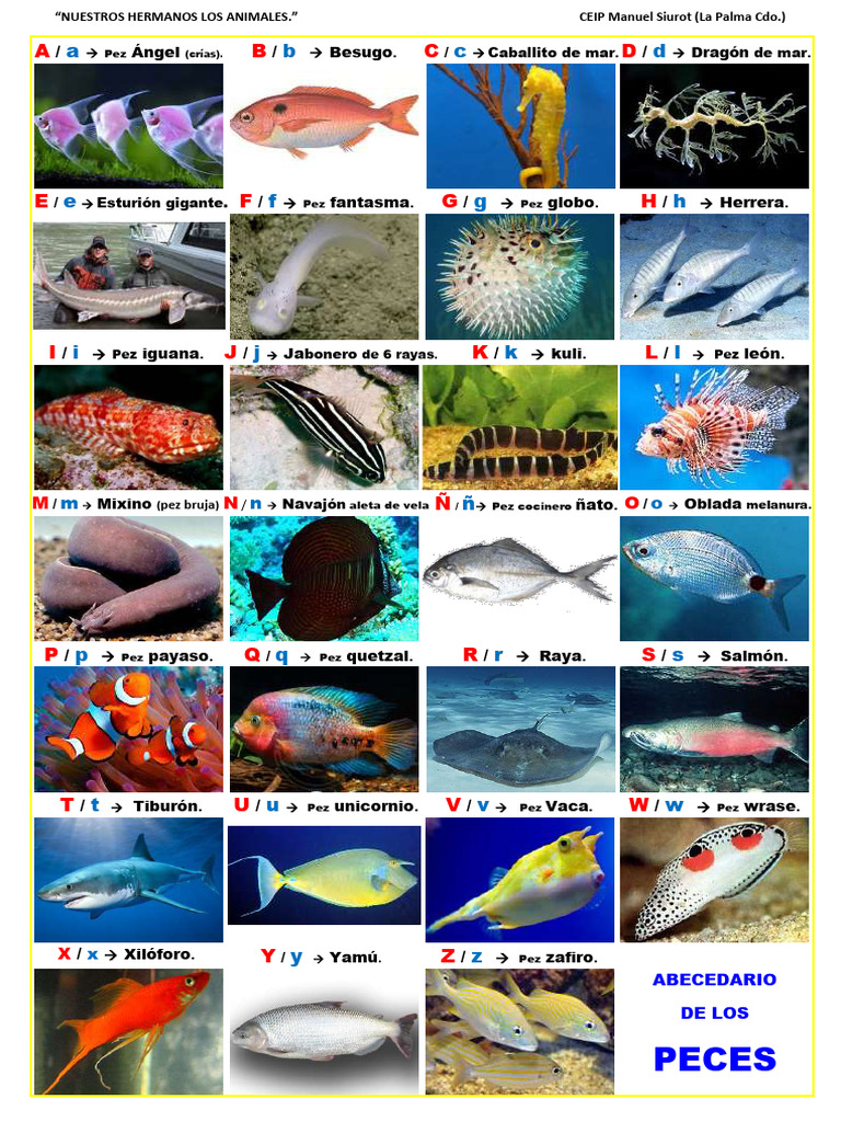 Abecedario de Peces | PDF