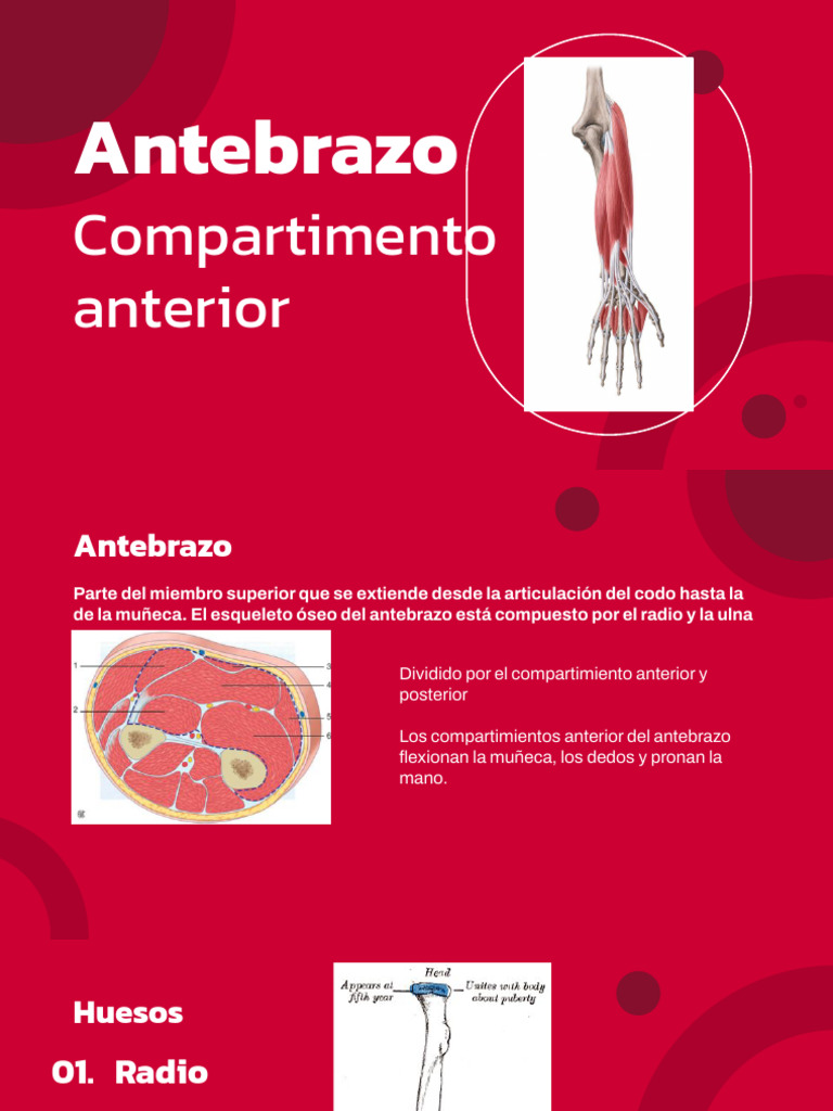 Anatomía y Funciones del Antebrazo | PDF | Mano | Extremidades (anatomía)