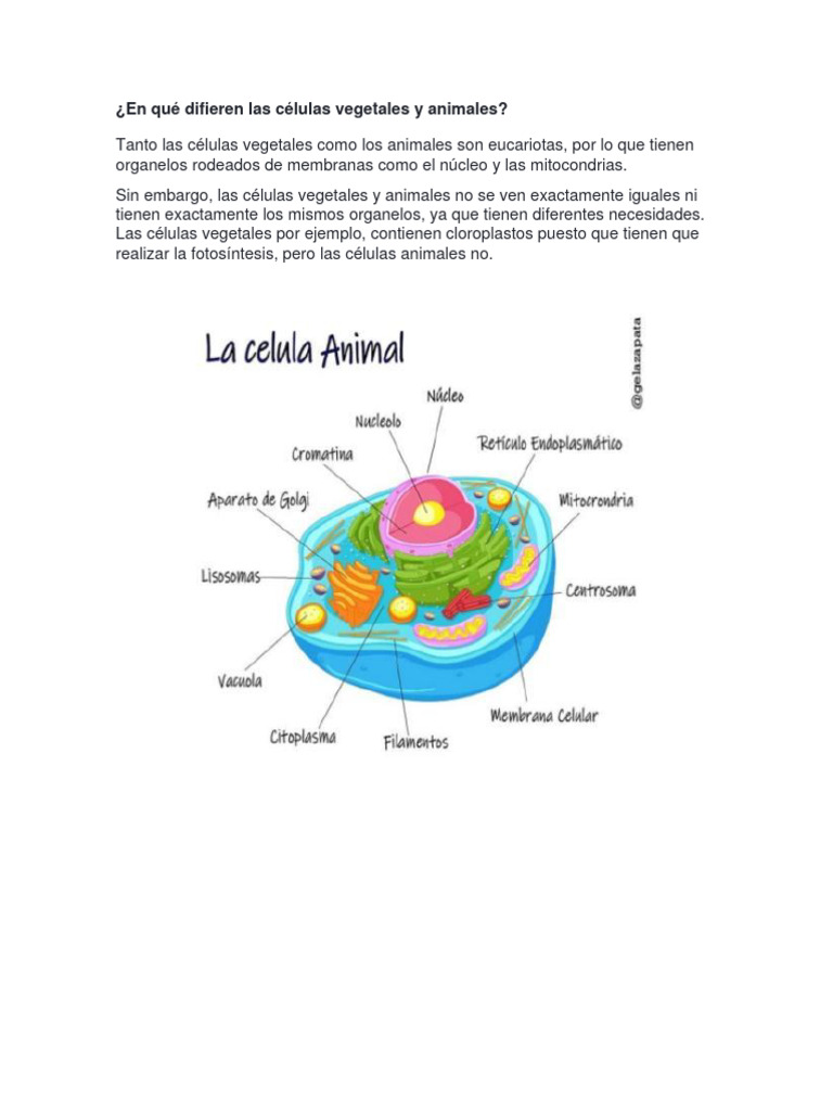 Células Vegetales y Animales | PDF