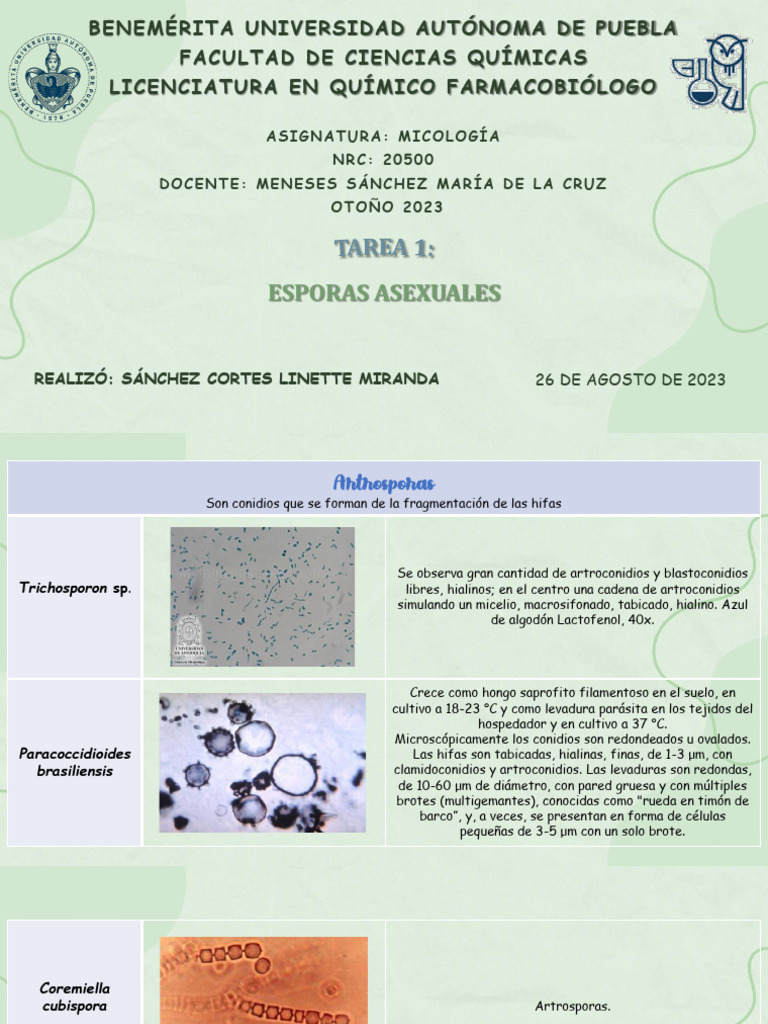 Tarea 1 - Esporas Asexuales - Sánchez Linette | PDF | Hongo | Eucariotas