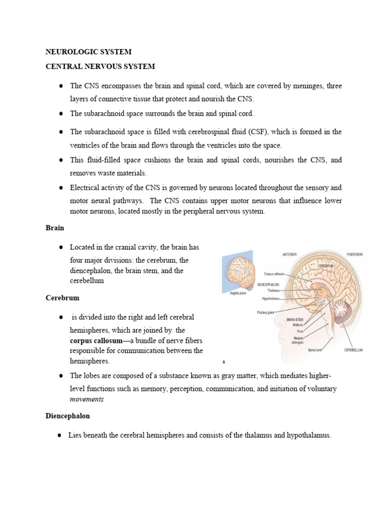 NEUROLOGIC-SYSTEM | PDF | Central Nervous System | Nervous System