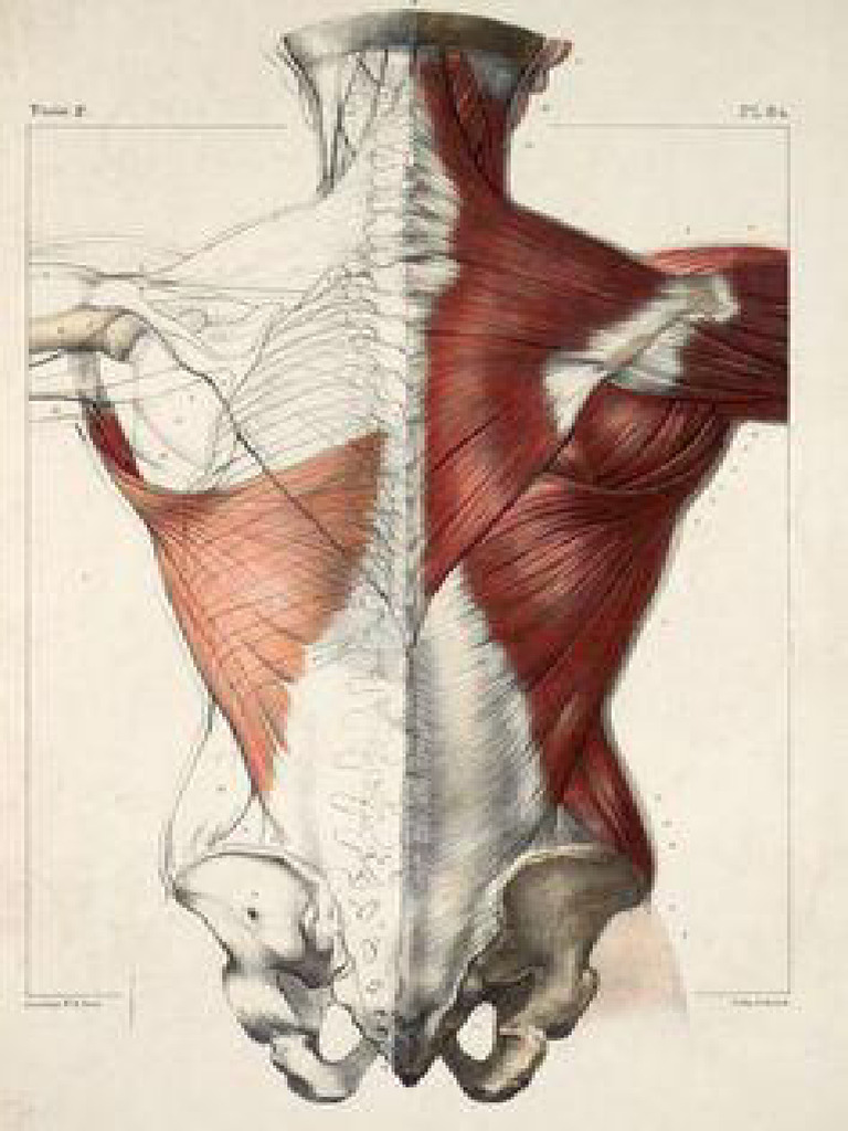anatomia espalda | PDF