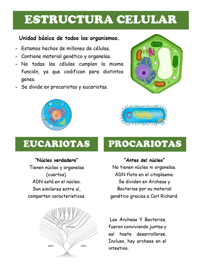 ESTRUCTURA CELULAR | PDF | Nucleo celular | Mitocondria