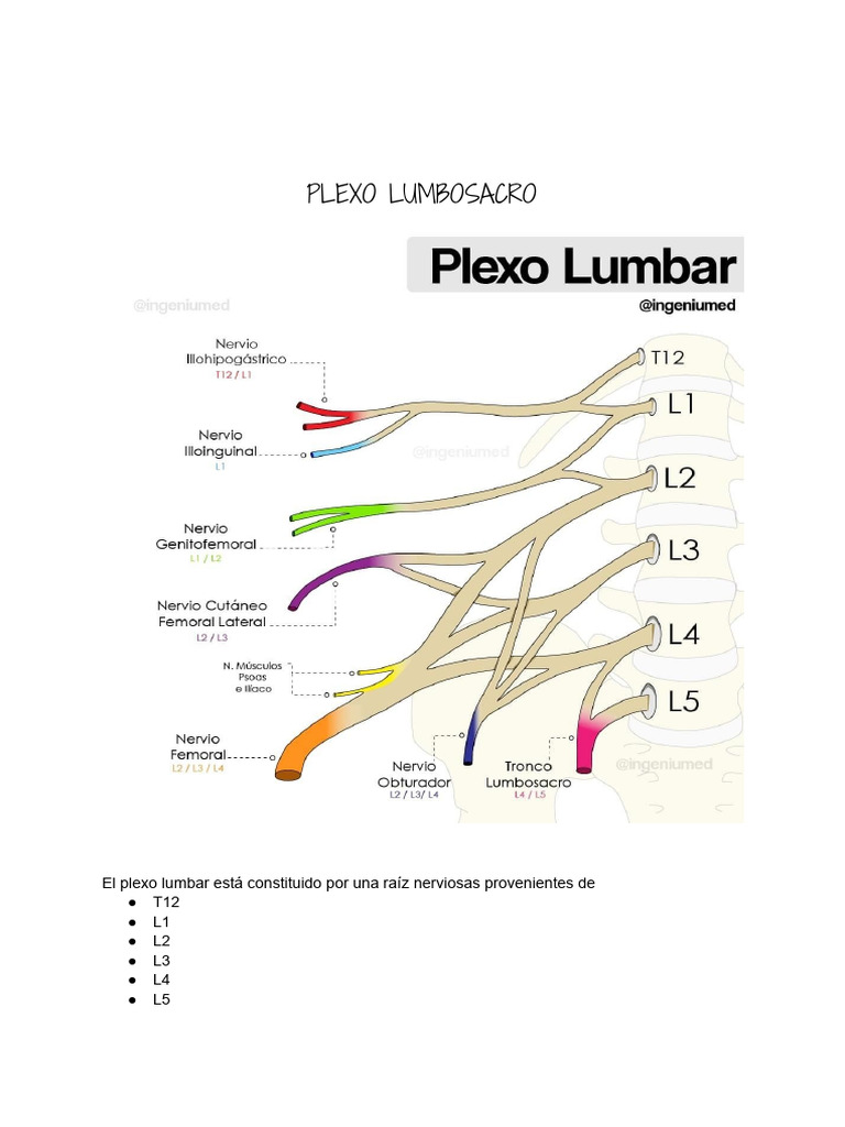 Anatomía del Plexo Lumbosacro y Pierna | PDF | Rodilla | Articulación