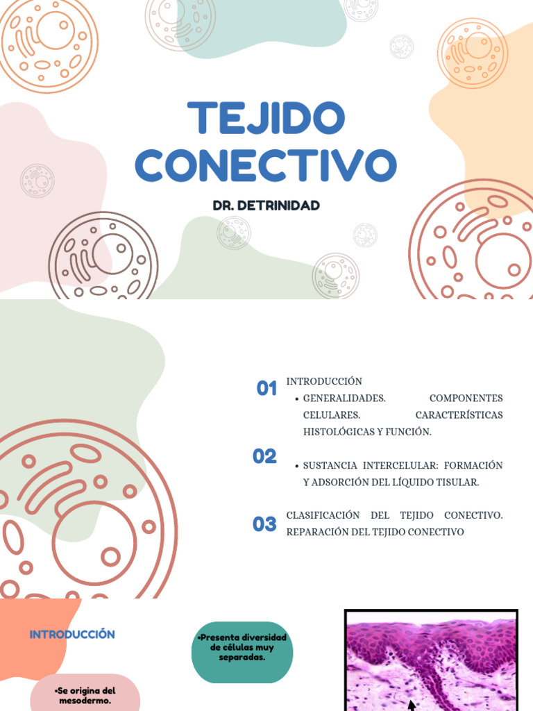 Tejido Conectivo | PDF | Tejido conectivo | Morfología (biología)