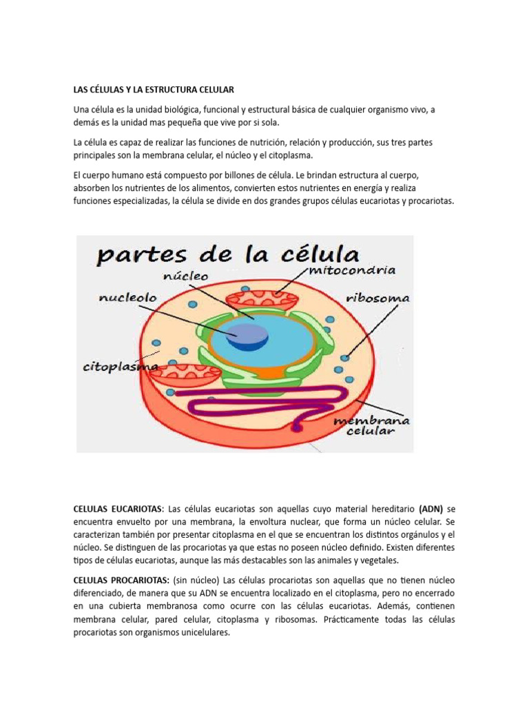 Las Células y La Estructura Celular | Descargar gratis PDF | Biología Celular) | Citoplasma