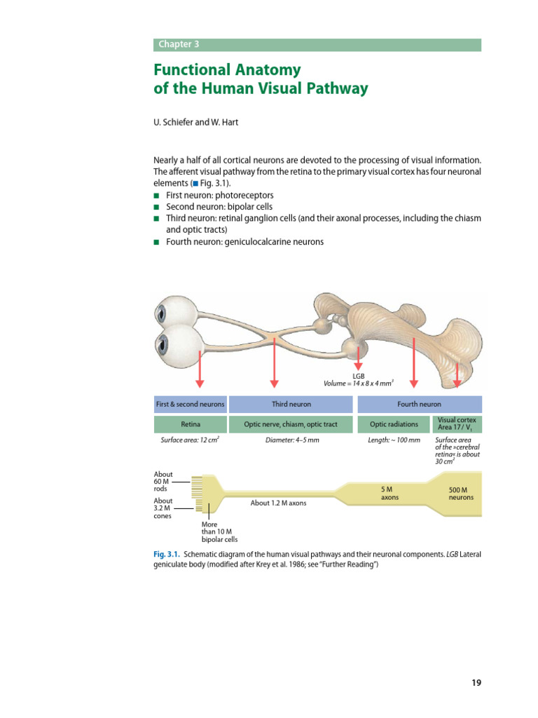 Visual Pathway Anatomy Guide | PDF | Retina | Cerebral Cortex