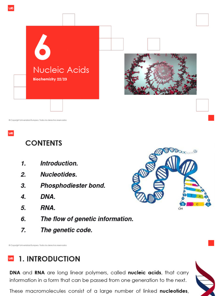 Unit 6 Nucleic Acids 23 Pdf Nucleotides Nucleic Acids