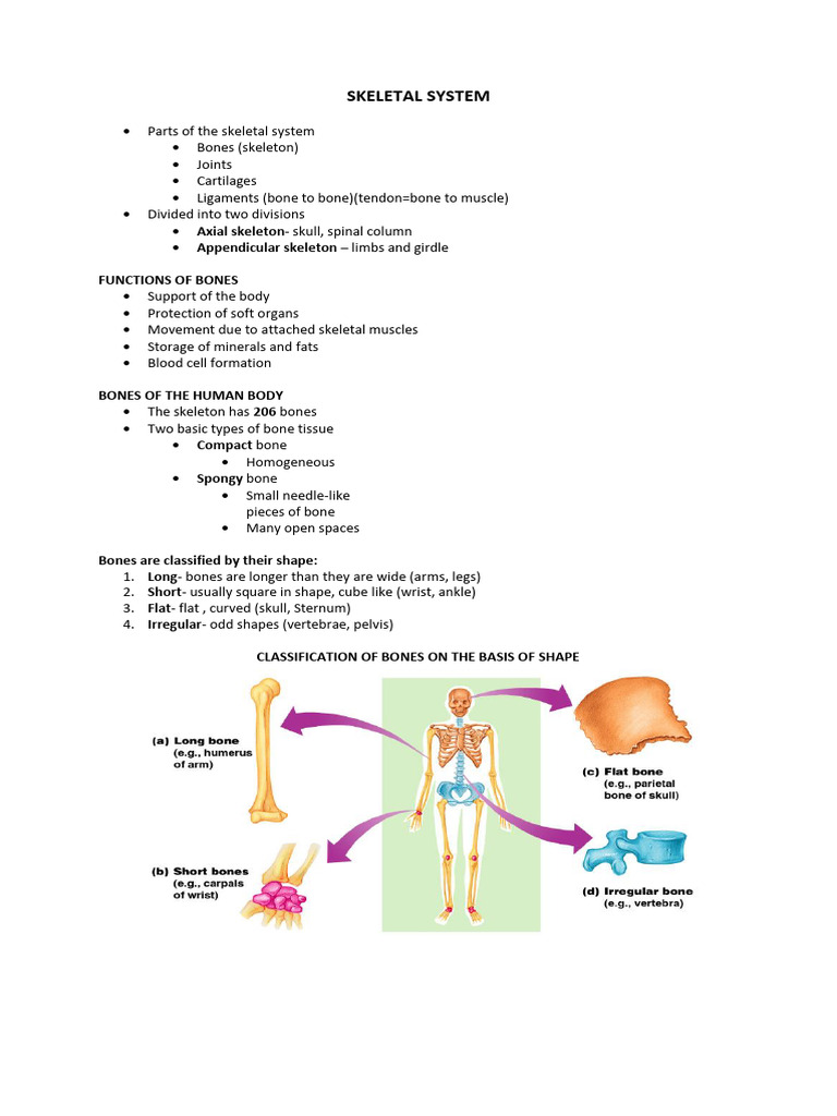 Skeletal System Notes 2023 | PDF | Pelvis | Skeleton