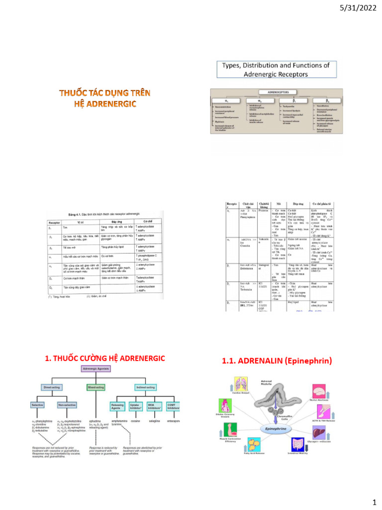 THUỐC HỆ ADRENERGIC | PDF