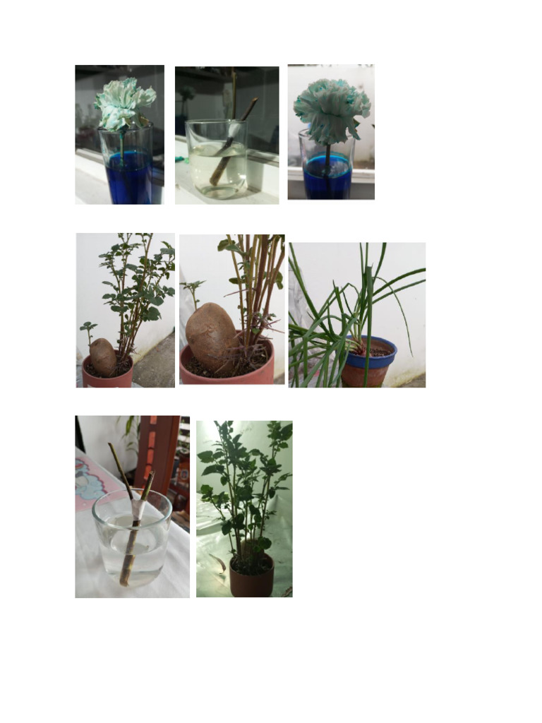 Plant As | PDF