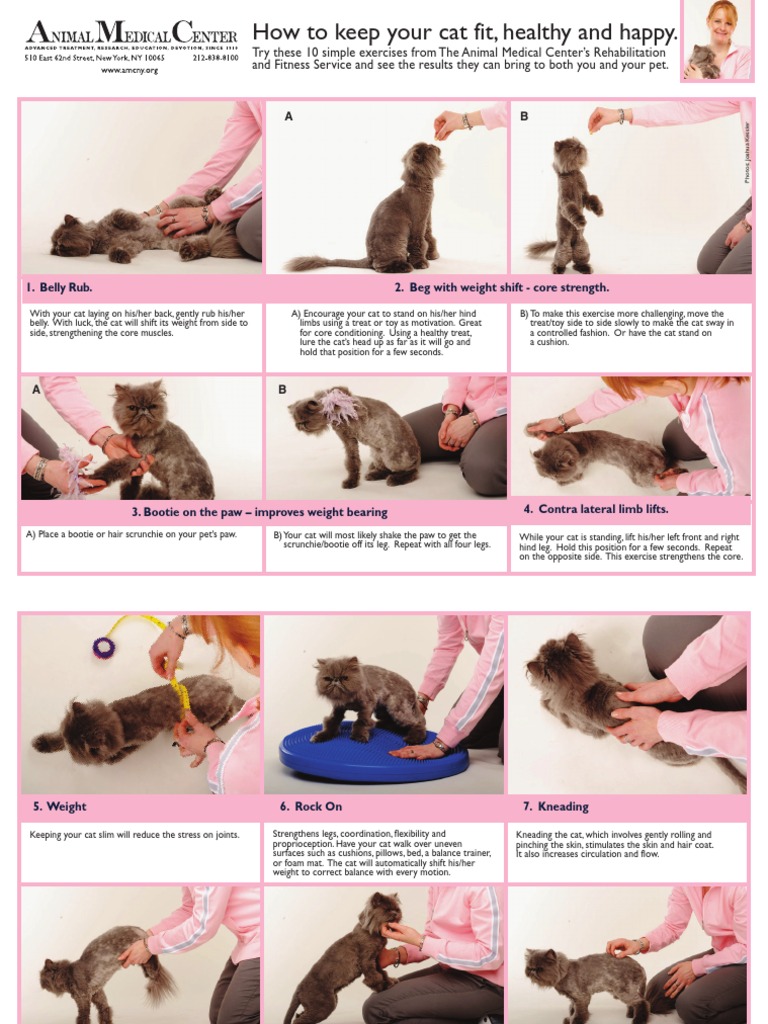 10 Exercise Tips For Cats | PDF | Cats | Pet