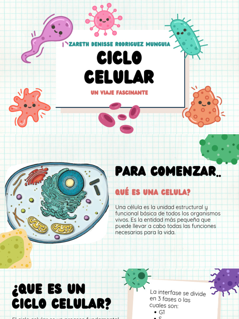 Presentación Biología Ciclo Celular | PDF | Mitosis | Ciclo celular