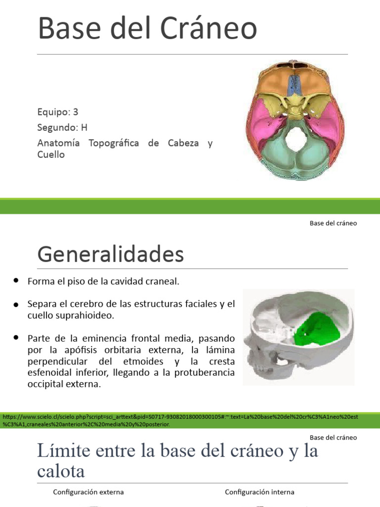Base del craneo_Equipo 3 | PDF | Cráneo | Otorrinolaringología