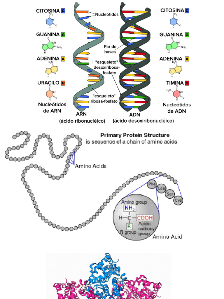 Presentación Adn y Arn | PDF | Adn | Rna