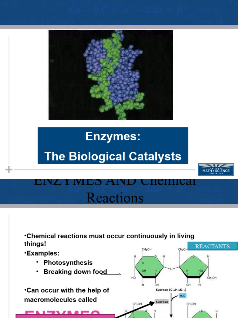 Enzymes | PDF | Enzyme | Active Site