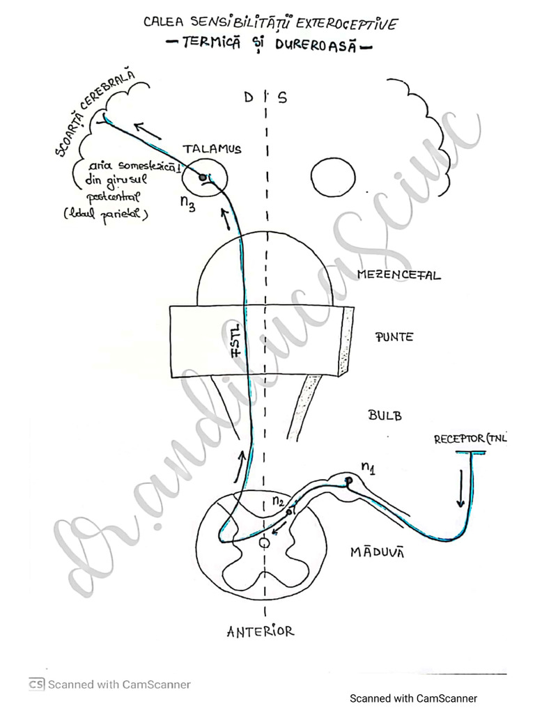 Calea Sensibilitatii Exteroceptive | PDF