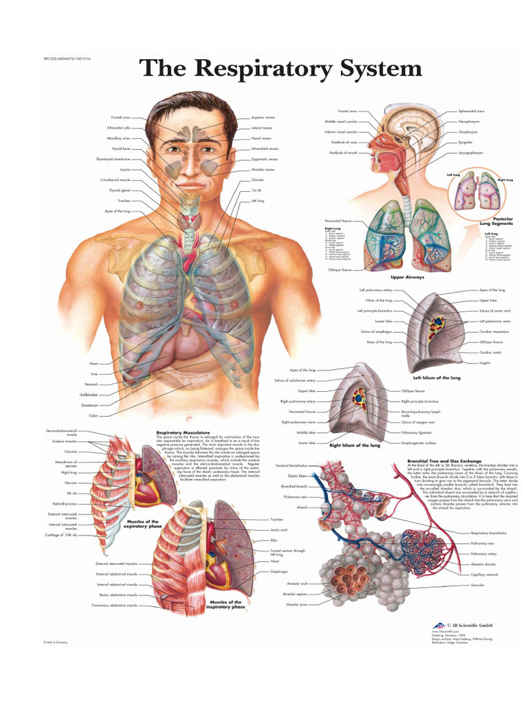 Respiratory | PDF