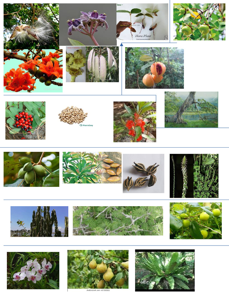 Plants | PDF