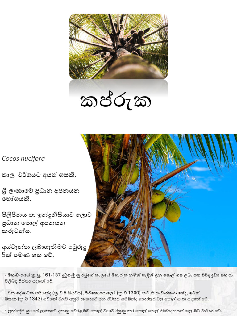 Coconut Tree-Sinhala | PDF
