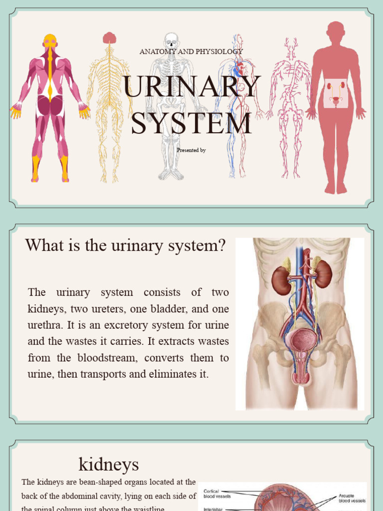 Urinary System | PDF | Kidney | Urinary System