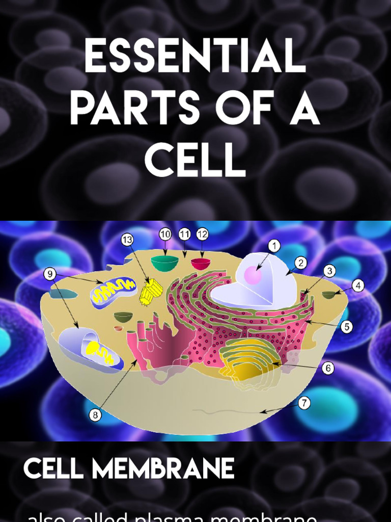 (Biology) Essential Cell Parts | PDF