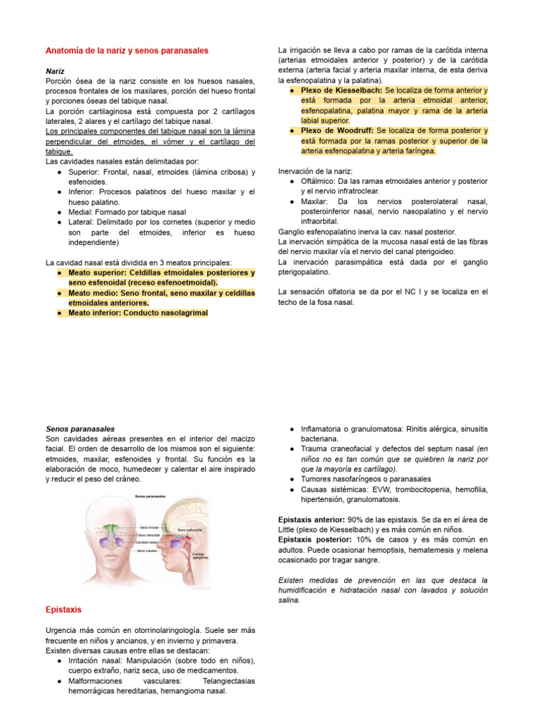 Guía Otorrinolaringología Parcial 1 | PDF | Nariz humana | Cabeza y cuello humanos