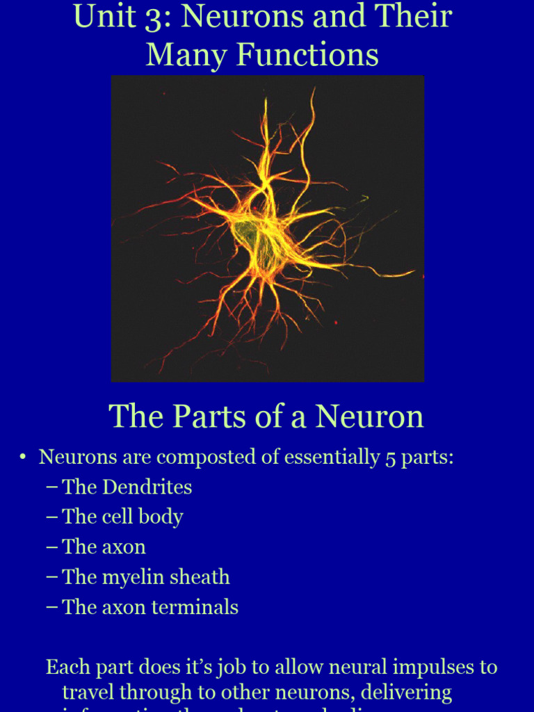 Neurons Functions | PDF | Neuron | Neurotransmitter