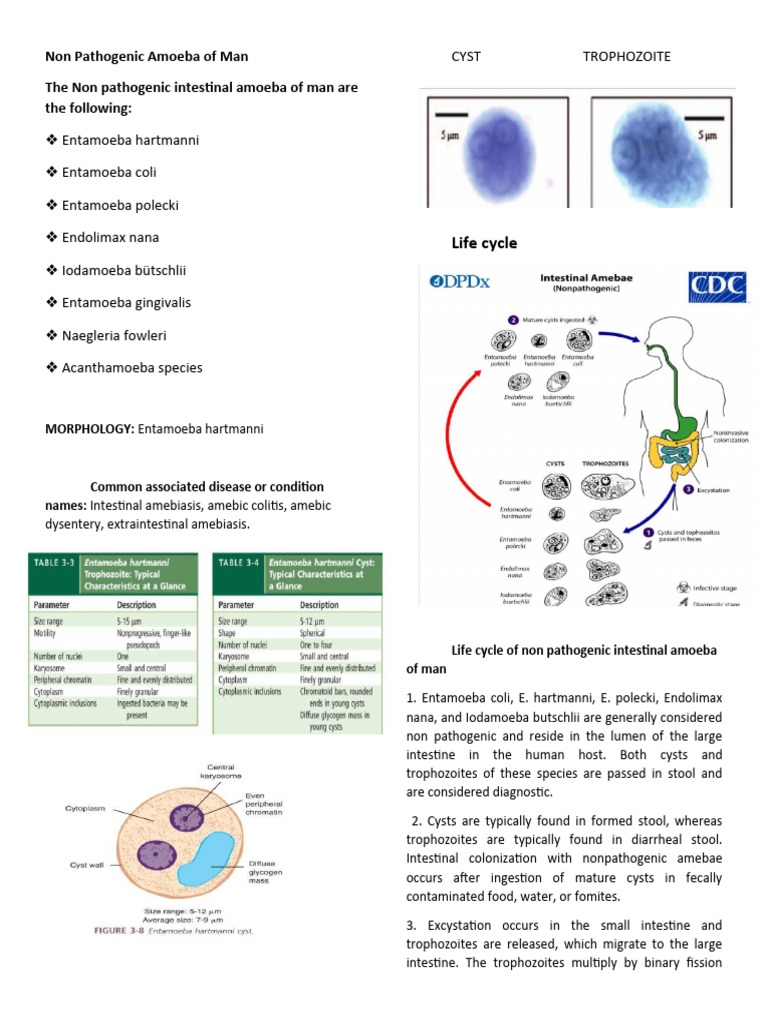Non Pathogenic Amoeba of Man | PDF | Epidemiology | Microbiology