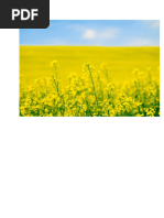 Brill Program for Feed Formulation | PDF | Information Technology ...