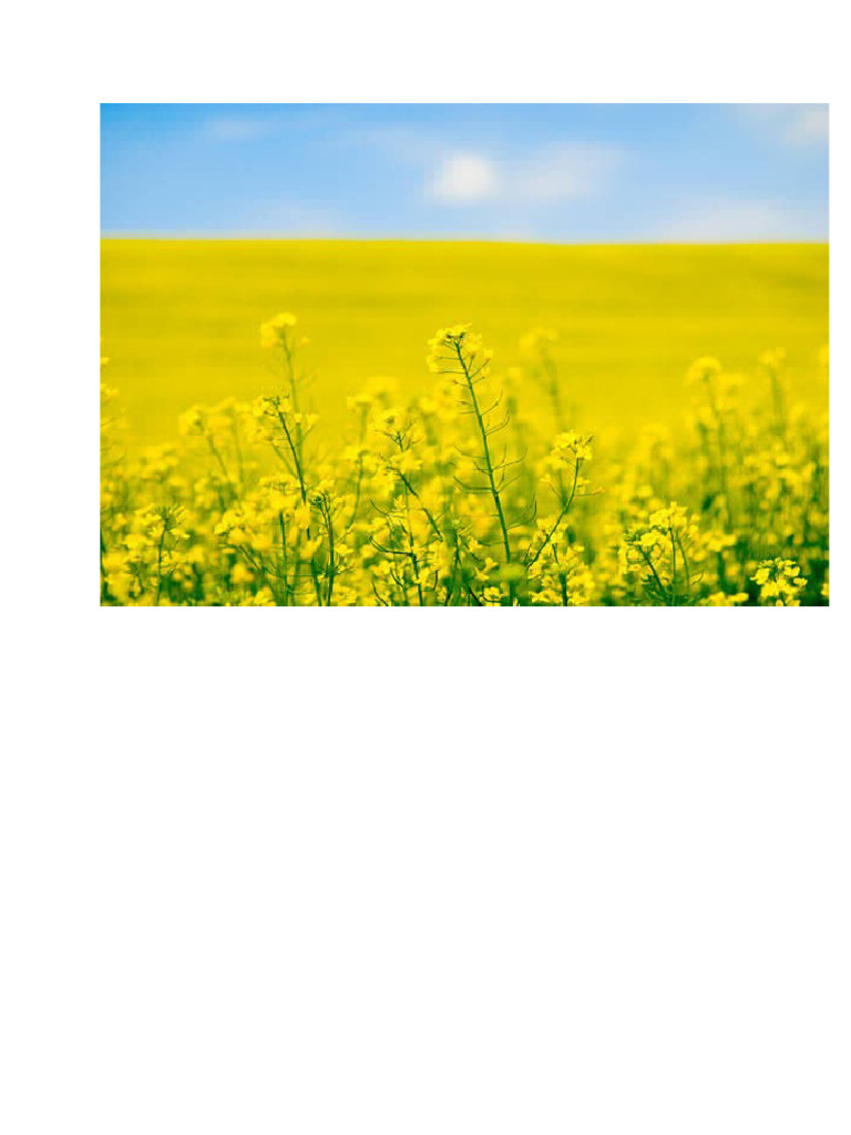 Rapeseed Growing | PDF