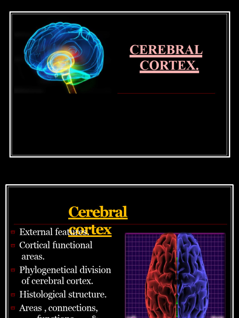 MTAxMzczX0VEQ0Ah | PDF | Cerebral Cortex | Neocortex