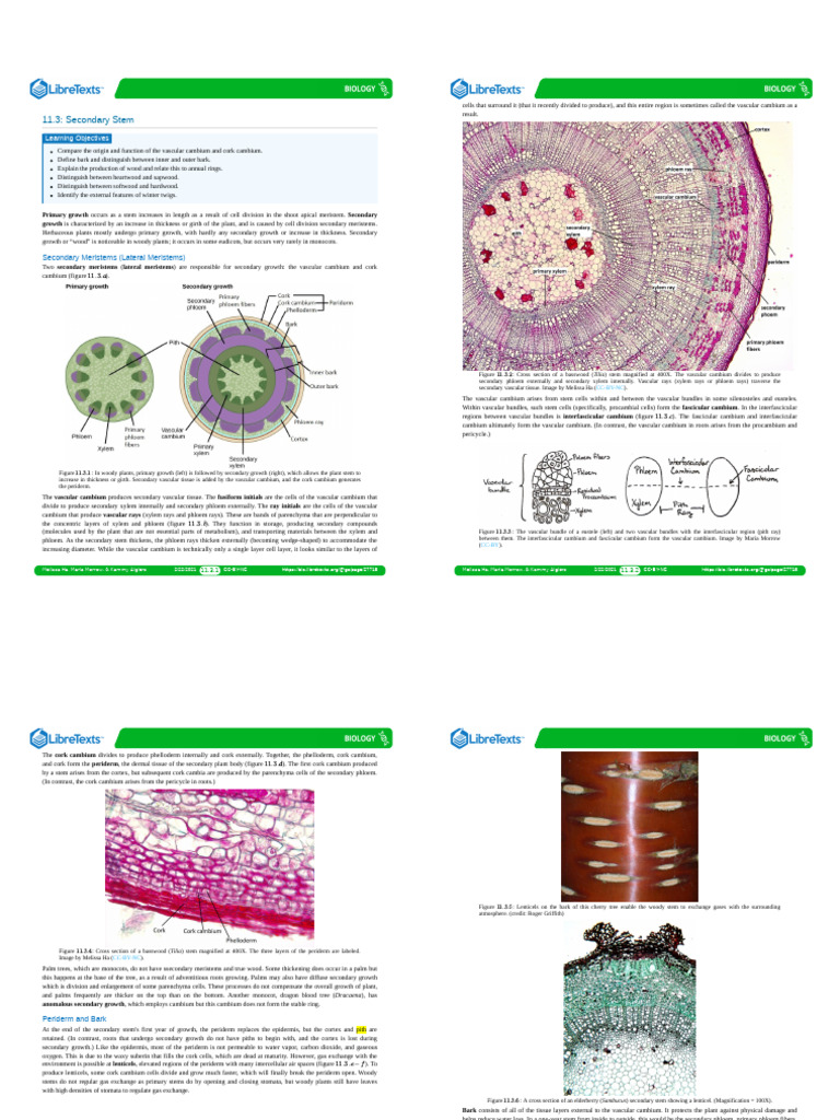 11.03 Secondary Stem | PDF | Plant Stem | Wood