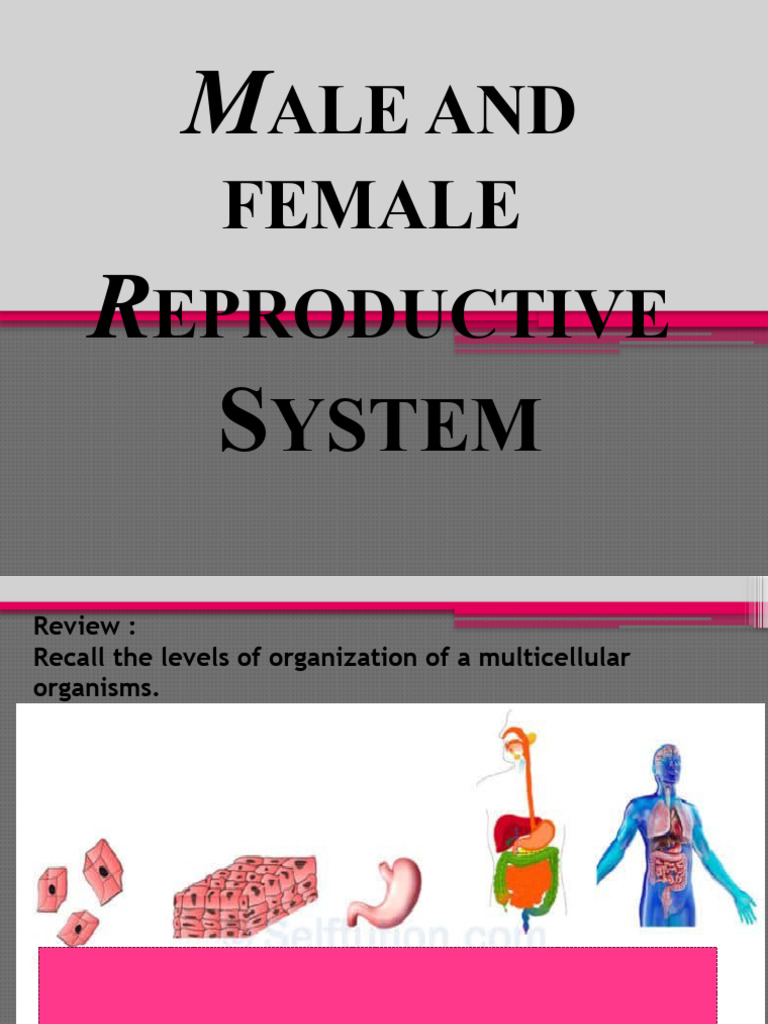 Lesson 1 Male and Female Reproductive System | Download Free PDF ...