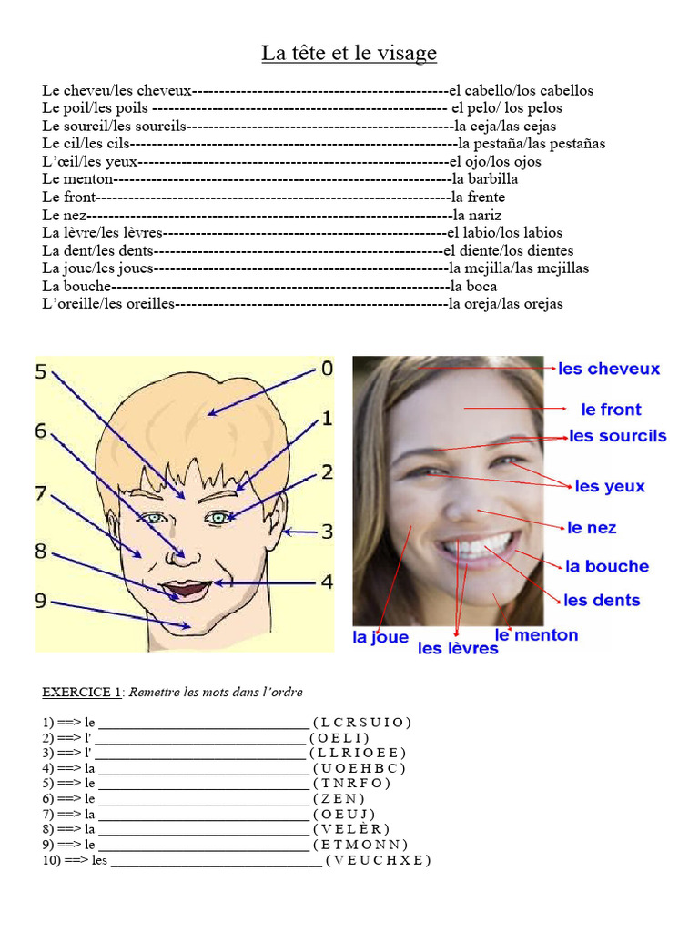 11.la Tête-Le Visage +2 Exs | PDF | Anatomie humaine | Corps humain
