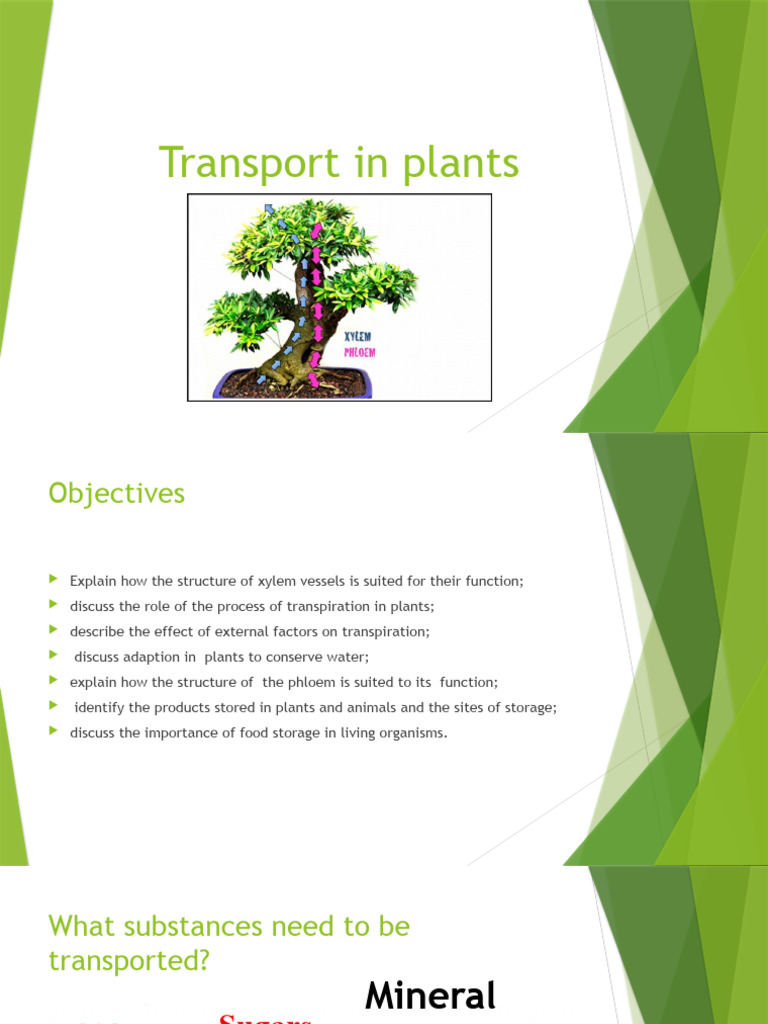 Transport in plants | PDF | Plants | Botany