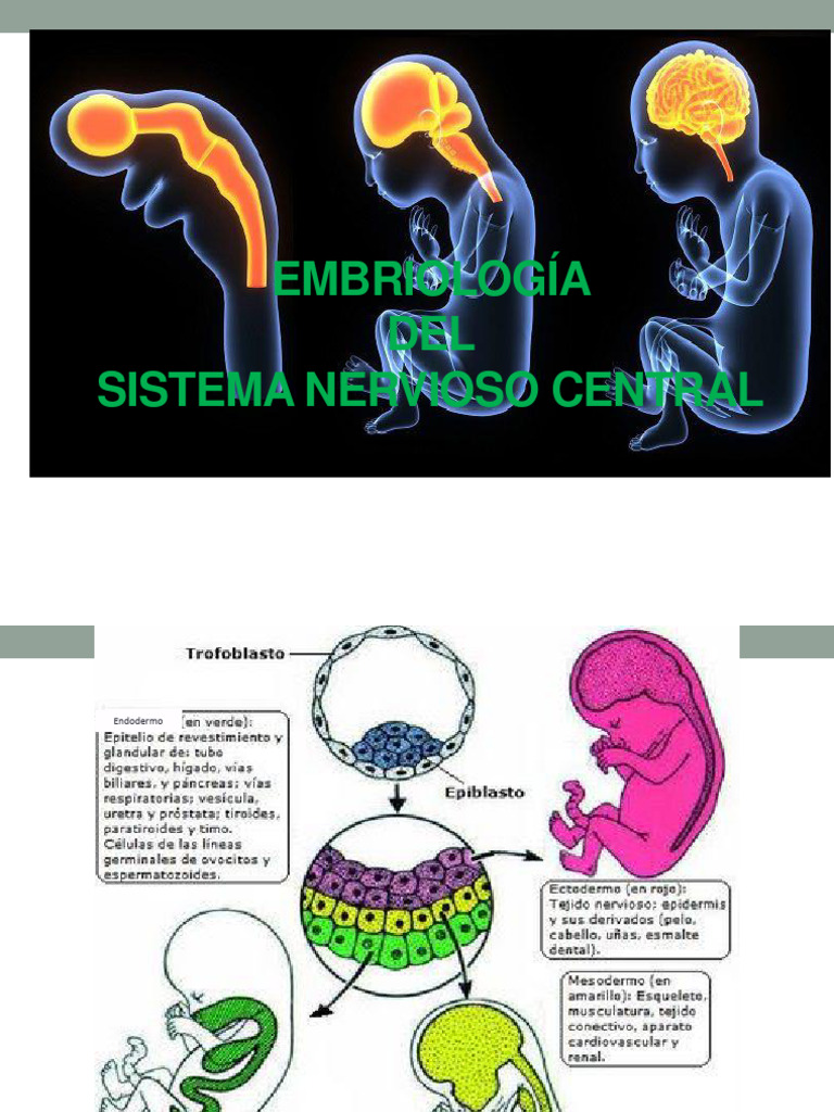 Embriología Del Sistema Nervioso Central Pdf Cerebro Neurociencia