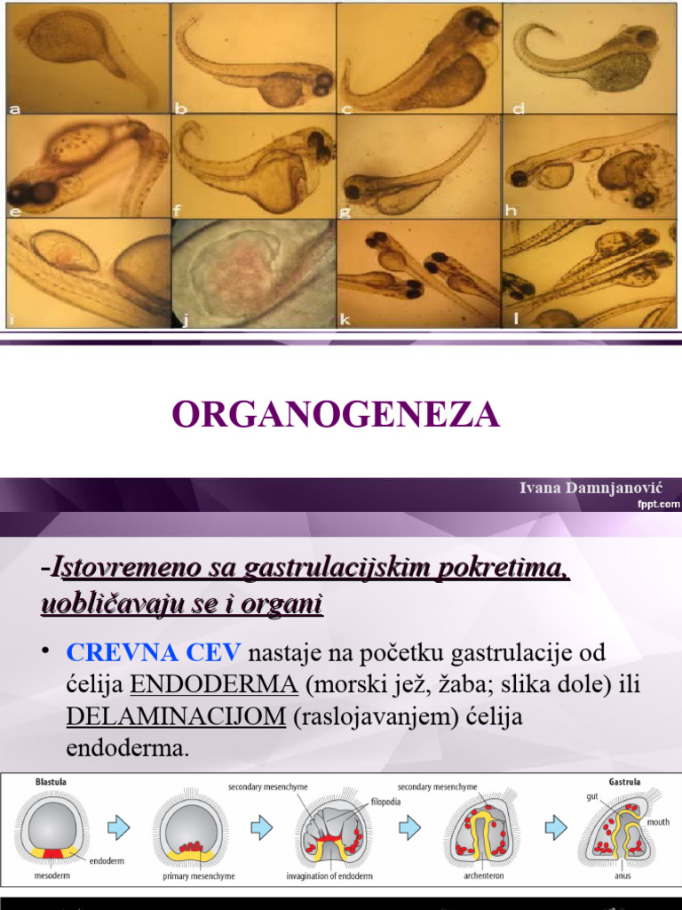 Organogeneza | PDF